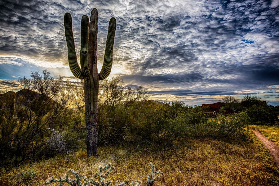 Sonoran Desert at Daybreak - hdrcreme