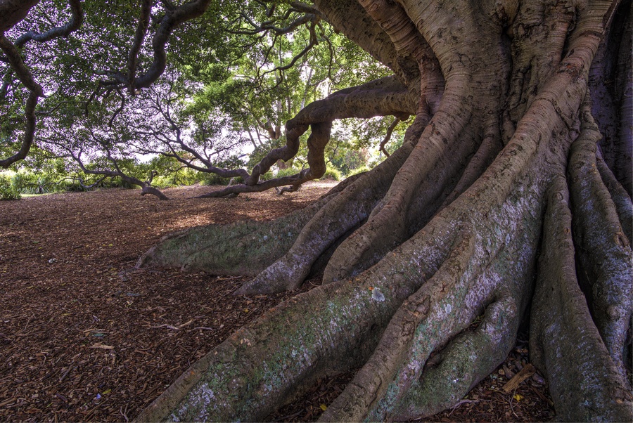 FAR AWAY TREE - hdrcreme