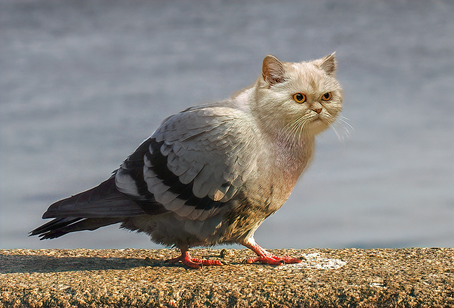 Flying Cat - hdrcreme