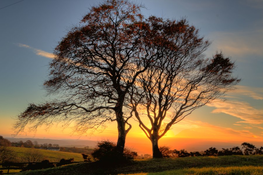 Tree in the sun - hdrcreme